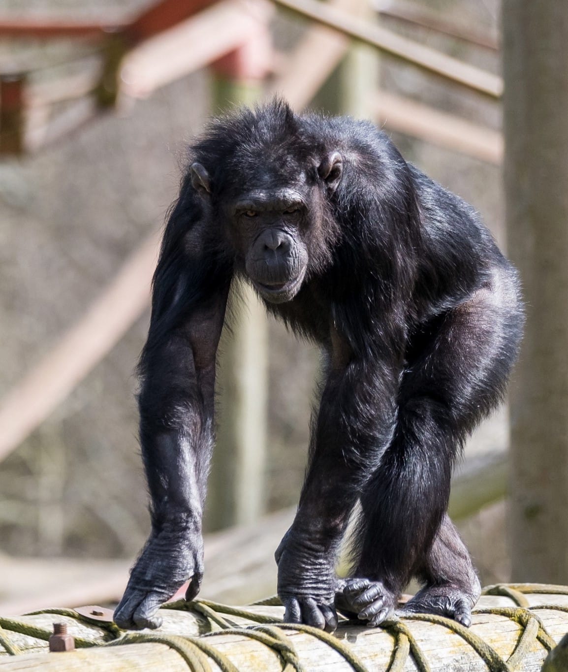 Monkey World Ape Rescue Centre | Luxury Family Hotels