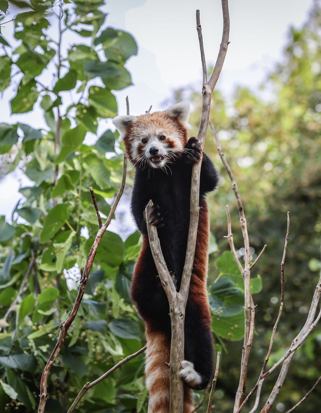 Marwell Zoo | Luxury Family Hotels